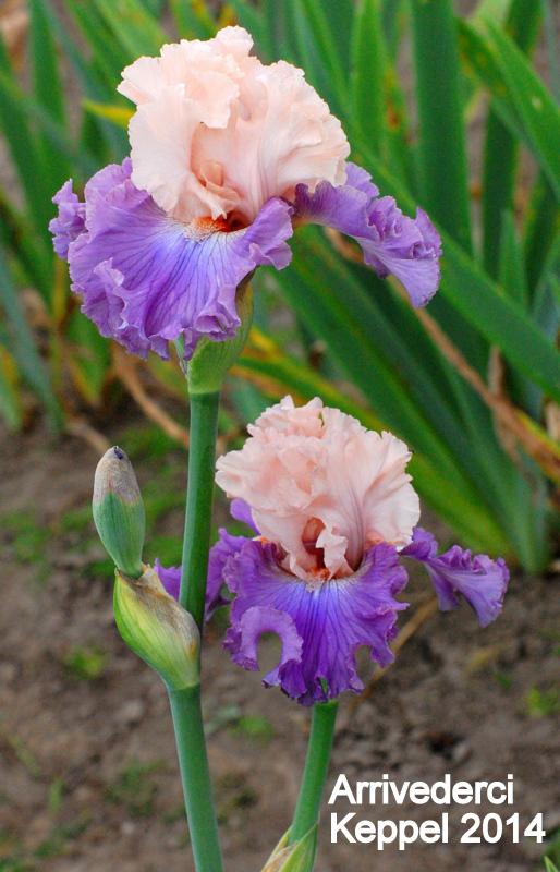 Photo of the bloom of Tall Bearded Iris (Iris 'Arrivederci') posted by ...