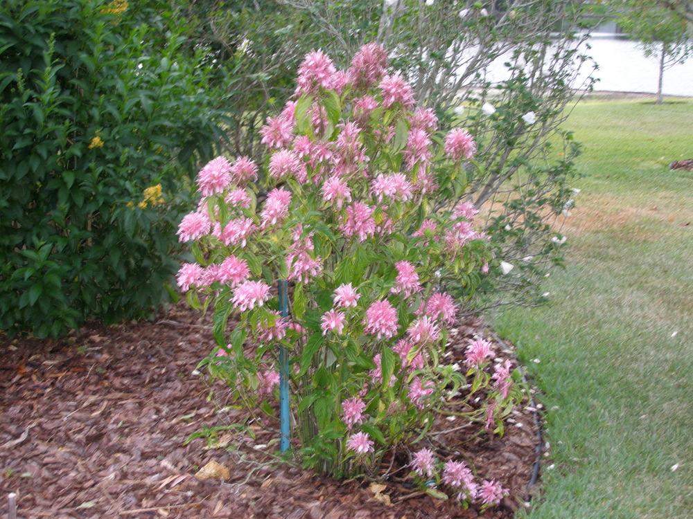 Photo of the entire plant of Jacobinia (Justicia carnea 'Pink Flamingo ...