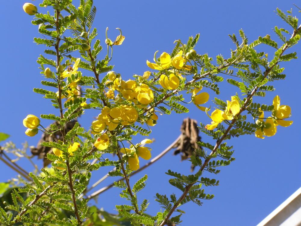 Photo of the bloom of Desert Cassia (Senna polyphylla) posted by ...