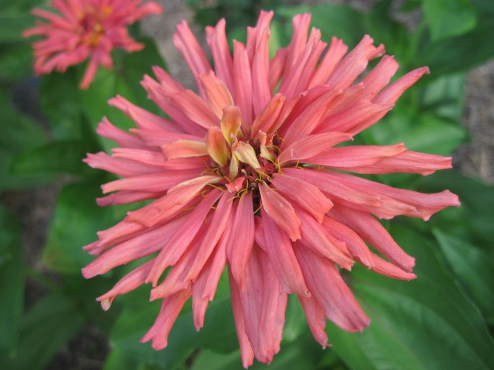 Zinnia 'Burpee Rose Giant Cactus' - Garden.org