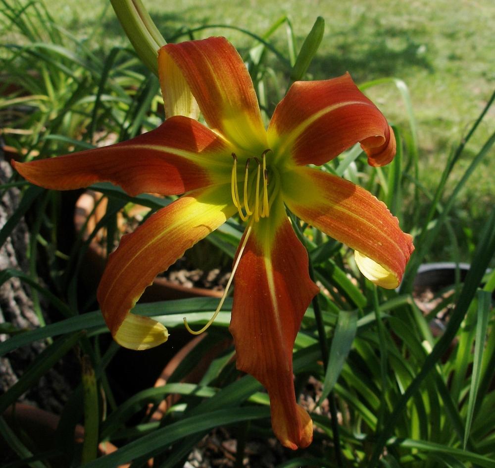Daylily (Hemerocallis 'Aztec Firebird') in the Daylilies Database ...