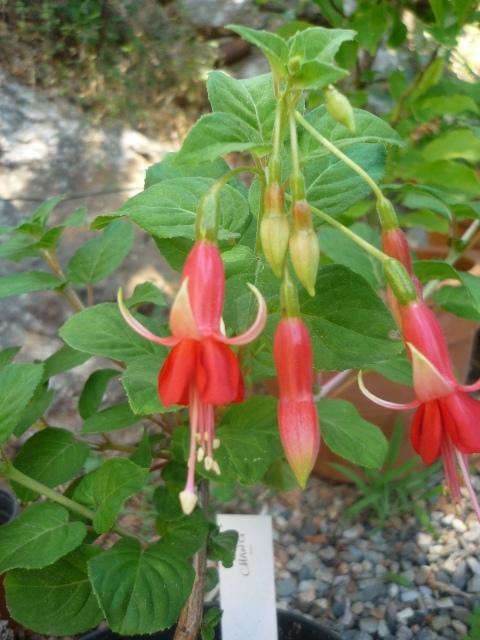Fuchsia 'Chang' in the Fuchsias Database - Garden.org