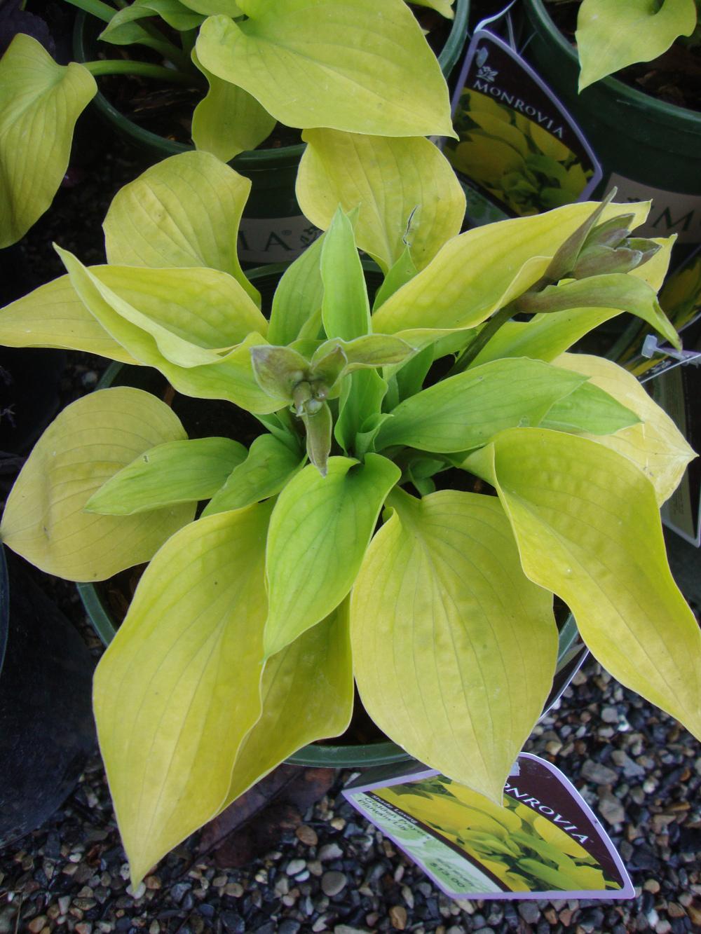Hosta 'Golden Prayers' in the Hostas Database - Garden.org
