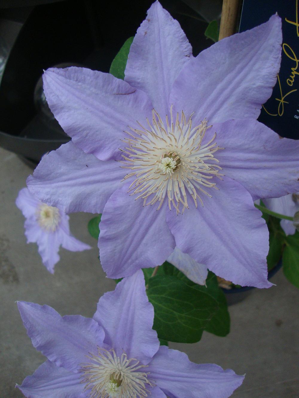 Photo of the bloom of Clematis Angelique™ posted by Paul2032 - Garden.org