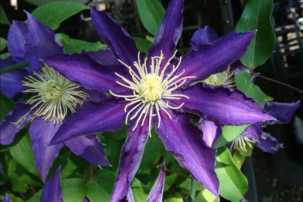 Photo of the bloom of Clematis 'Haku Ookan' posted by admin - Garden.org