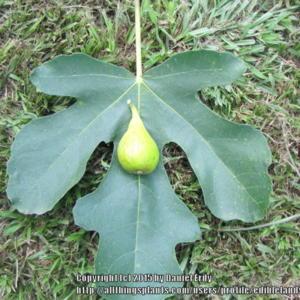 Edible Fig (Ficus carica 'Atreano') in the Figs Database - Garden.org