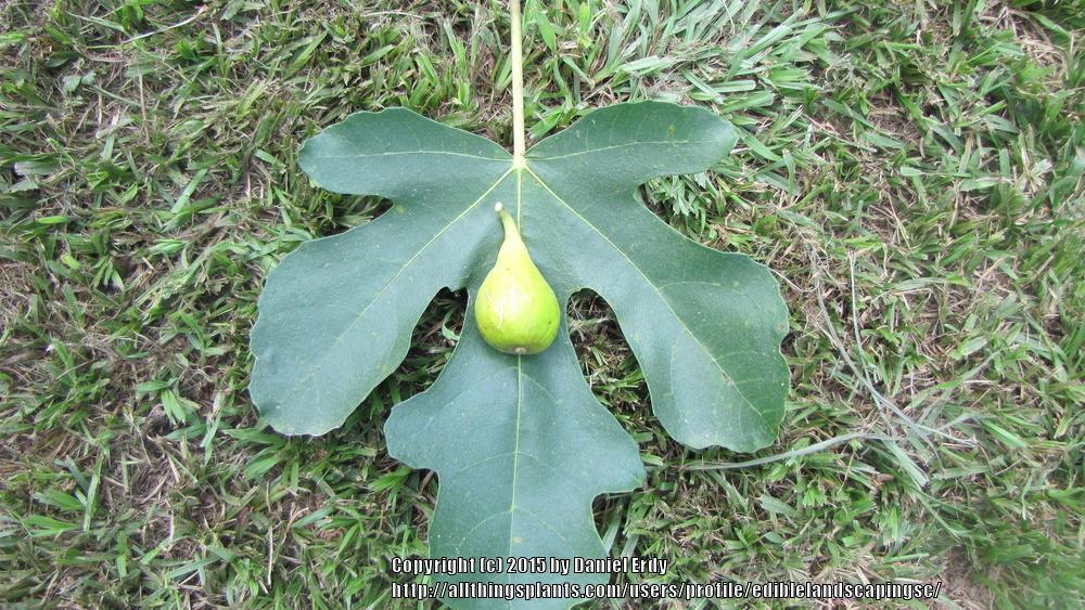 Edible Fig (Ficus carica 'Atreano') in the Figs Database - Garden.org