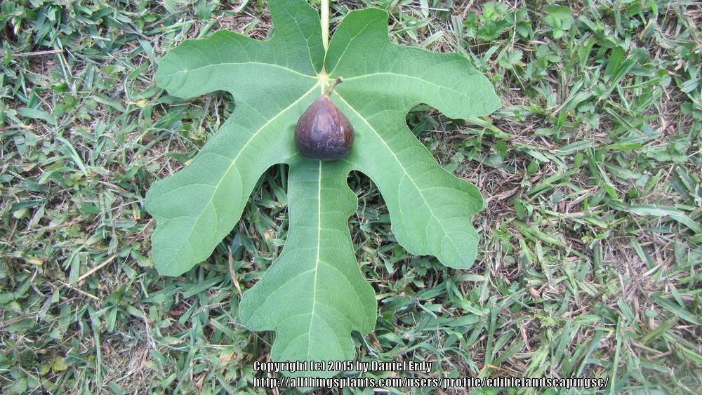 Figs: Plant Care and Collection of Varieties - Garden.org