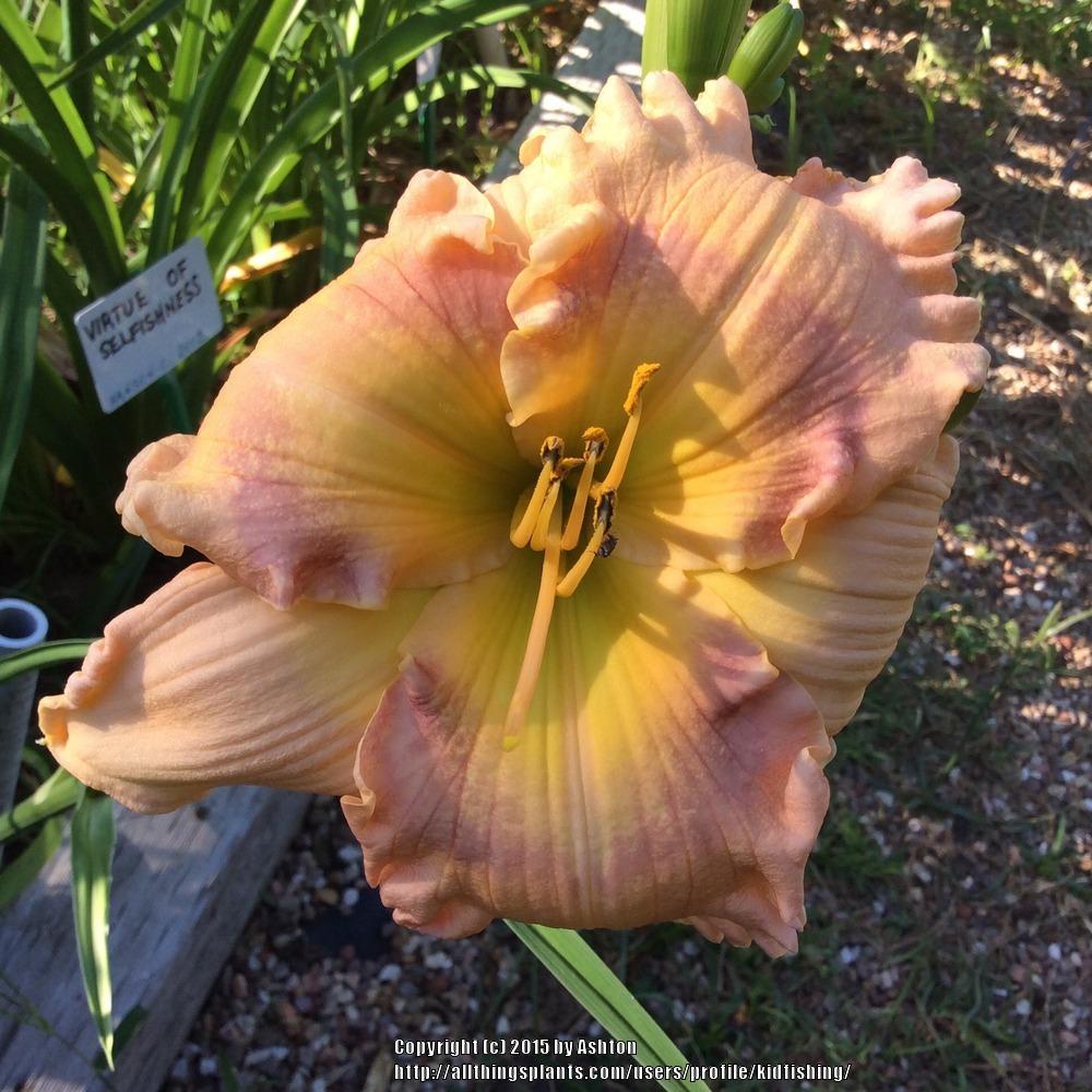 Daylily (Hemerocallis 'Kaleidoscope Treasure') in the Daylilies Database - Garden.org