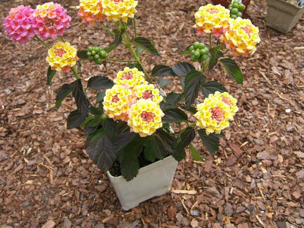 Lantana (Lantana camara 'Pink Caprice') in the Lantanas Database ...