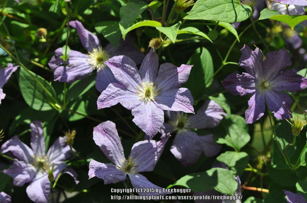 Clematis 'Vistula' in the Clematis Database - Garden.org