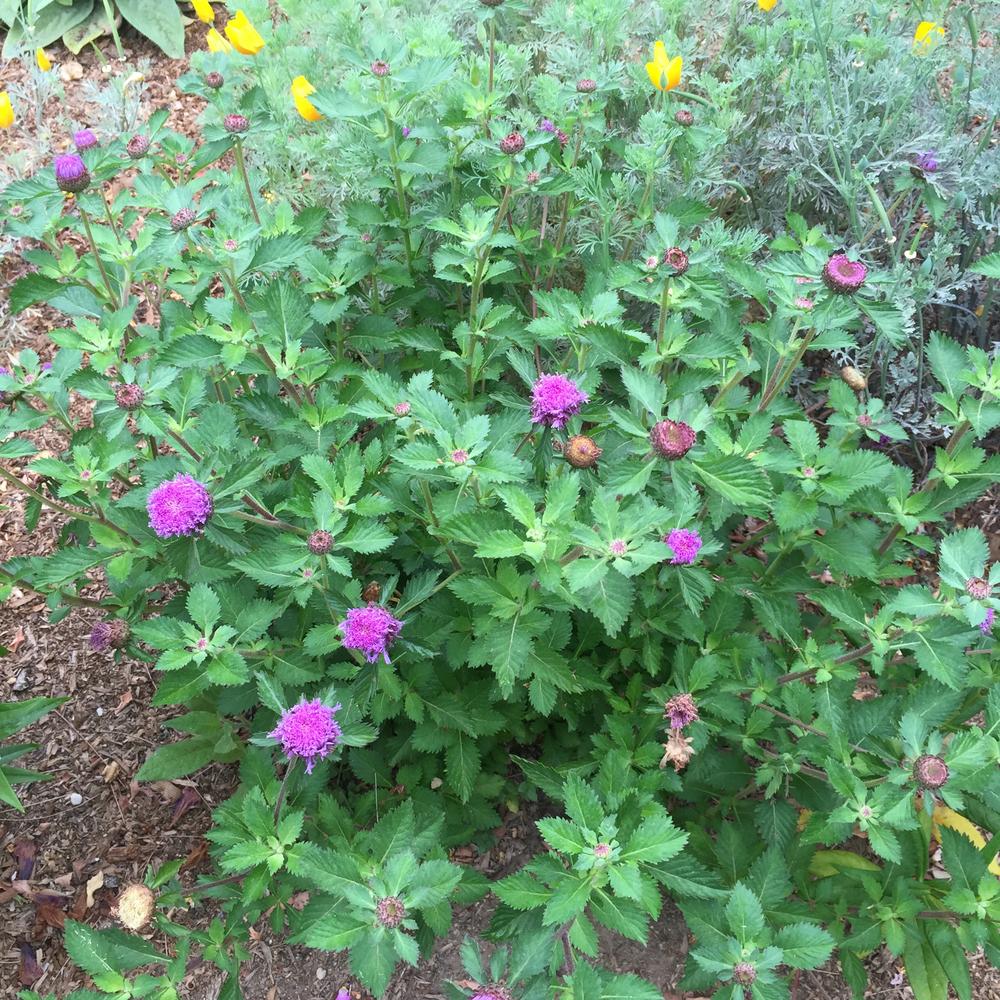 Photo of the entire plant of Brazilian Bachelor's Button (Centratherum ...