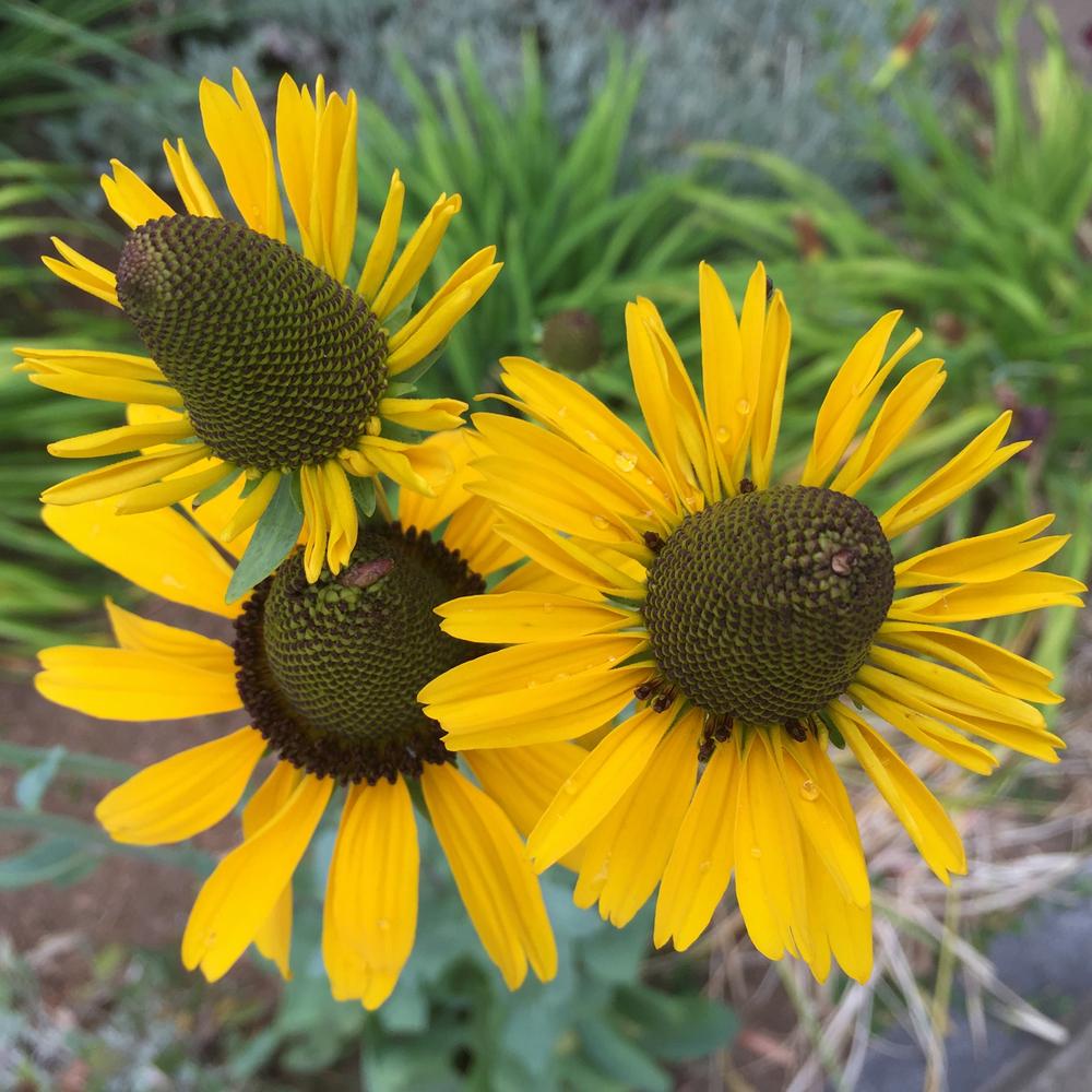 Photo of the bloom of Large Coneflower (Rudbeckia maxima) posted by ...