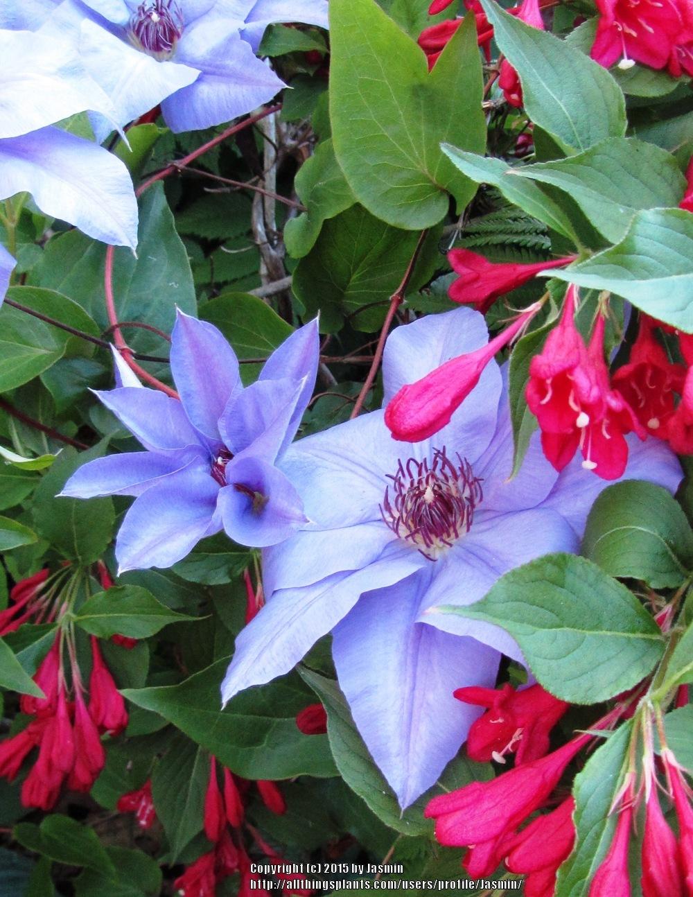 Photo of the bloom of Clematis 'Ramona' posted by Jasmin - Garden.org