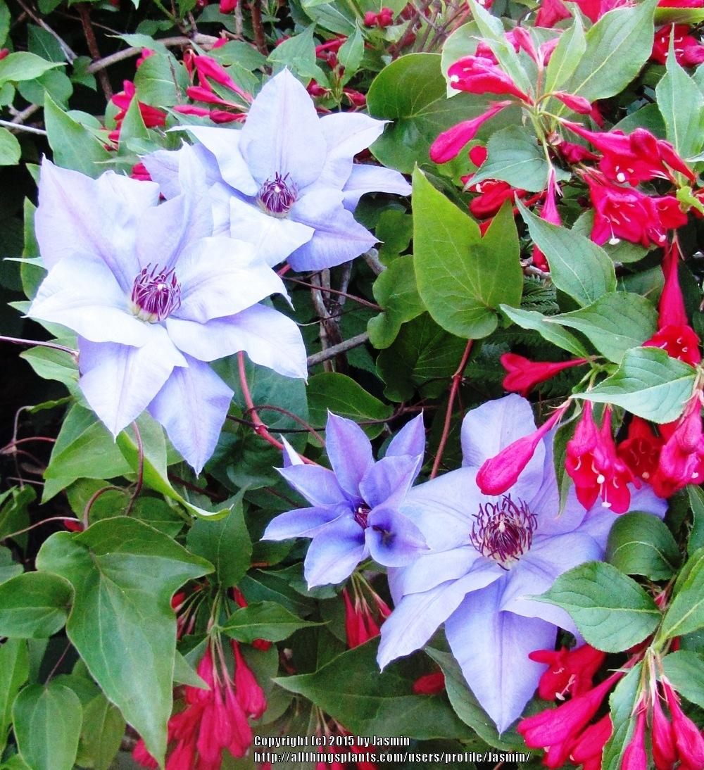 Photo of the bloom of Clematis 'Ramona' posted by Jasmin - Garden.org