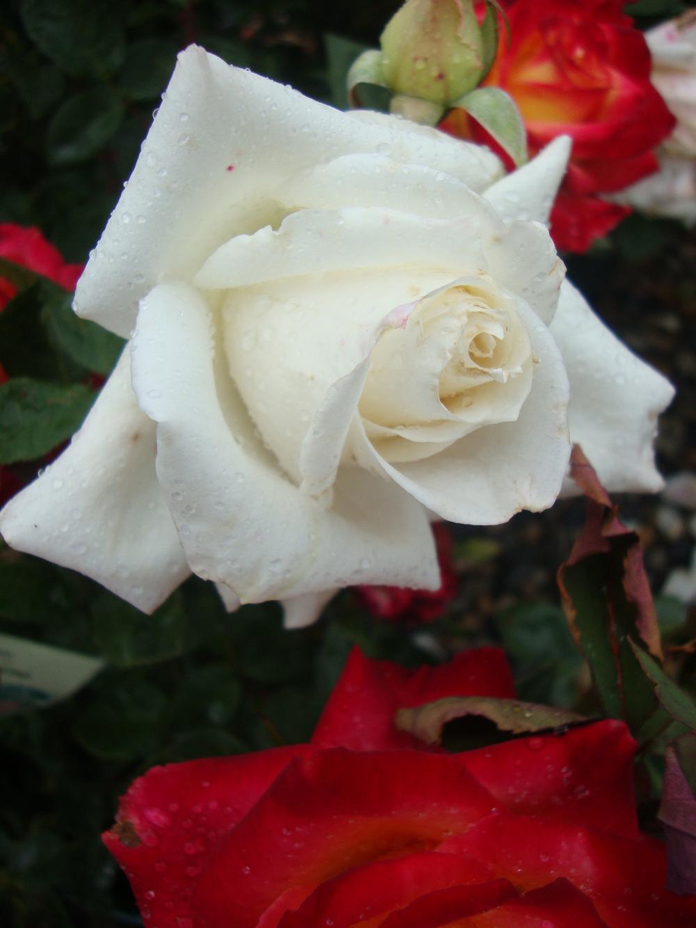 Photo of the bloom of Rose (Rosa 'Pascali') posted by Paul2032 - Garden.org