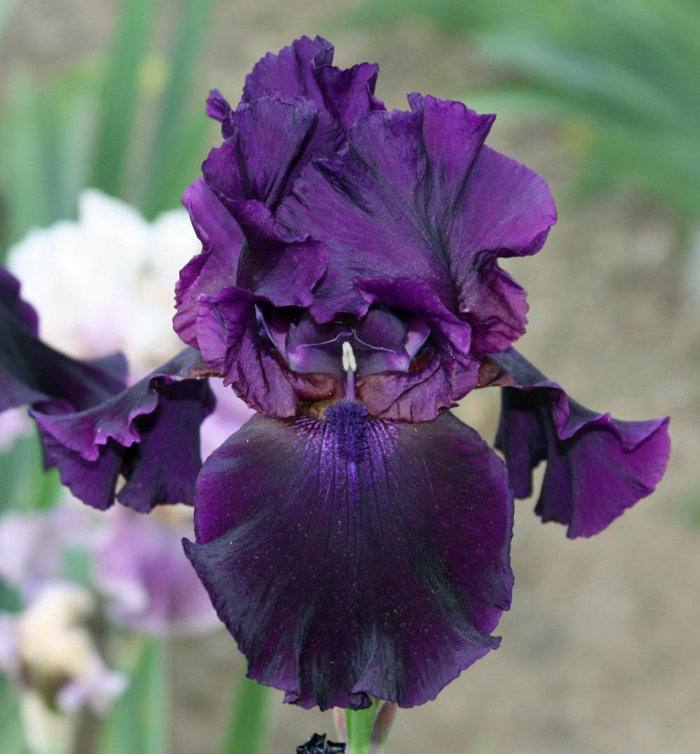 Tall Bearded Iris (Iris 'Dracula's Shadow') in the Irises Database ...