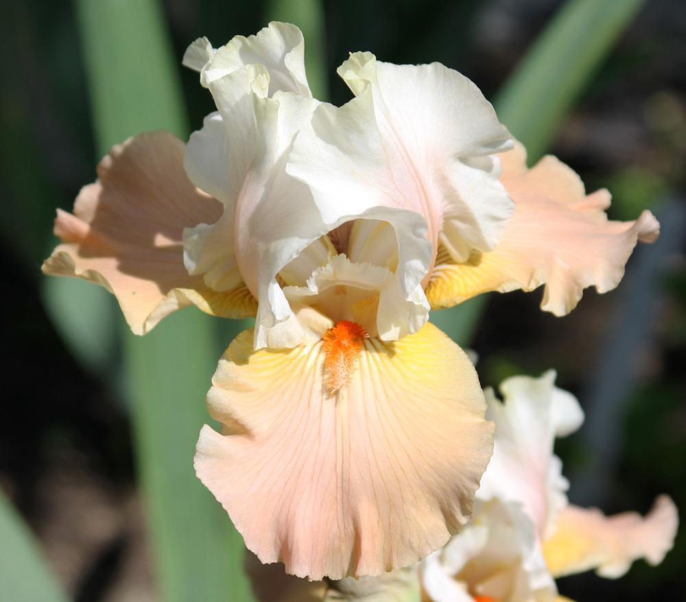 Tall Bearded Iris (Iris 'Heaven and Earth') in the Irises Database ...