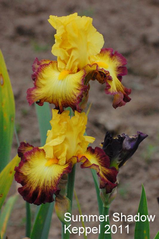 Photo of the bloom of Tall Bearded Iris (Iris 'Summer Shadow') posted ...