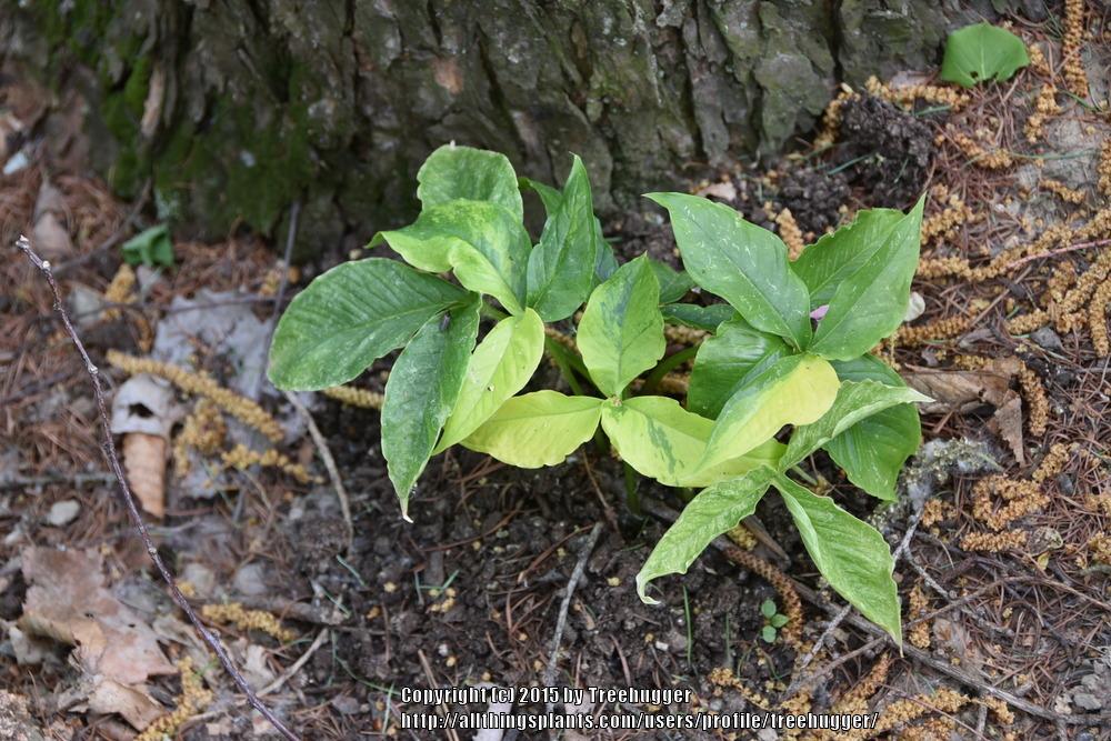 Pinellias: Plant Care and Collection of Varieties - Garden.org