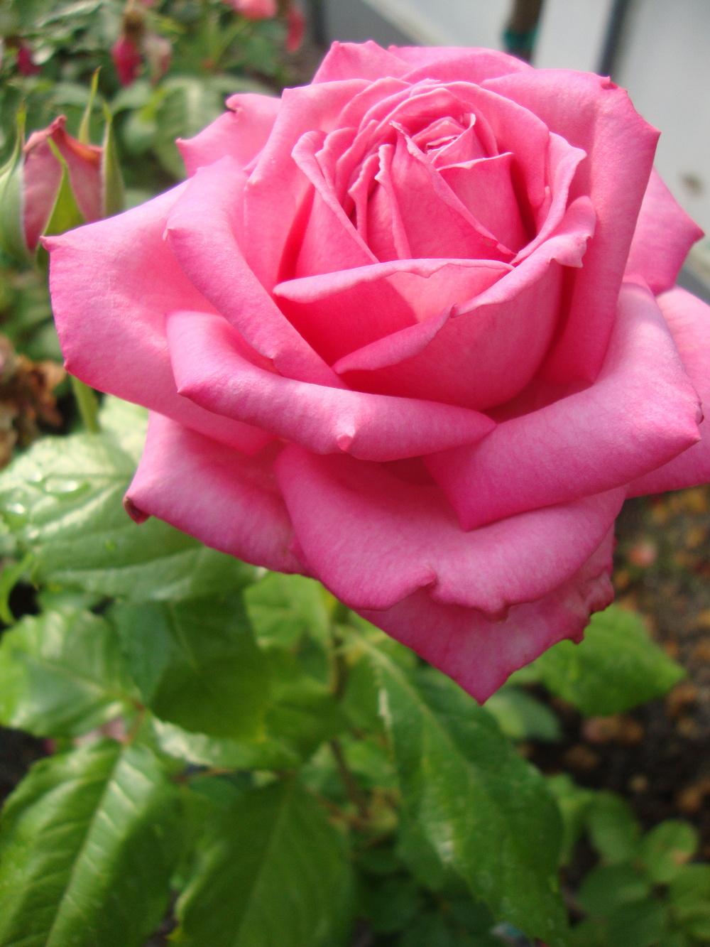 Photo of the bloom of Rose (Rosa 'Wedding Bells') posted by Paul2032 ...