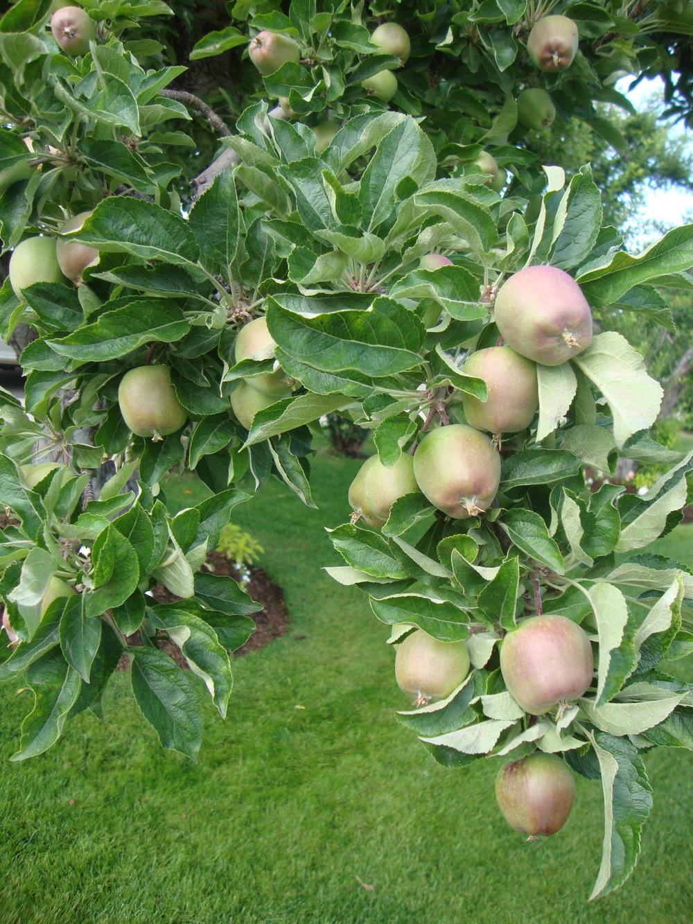 Photo of the fruit of Apple (Malus domestica 'Red Delicious') posted by ...