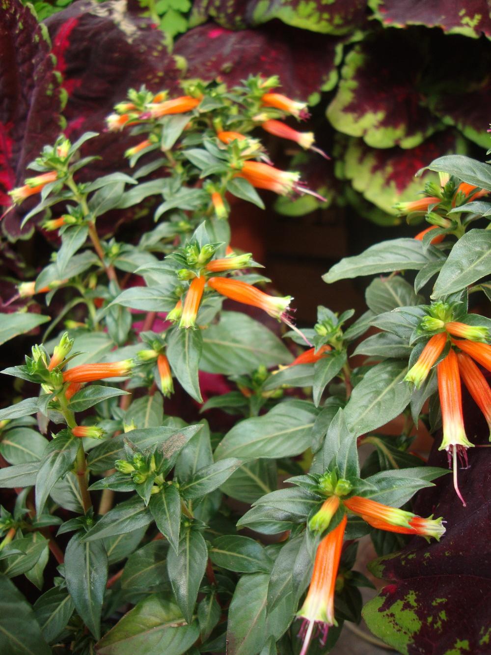 Photo of the bloom of Large Firecracker Plant (Cuphea Vermillionaire ...