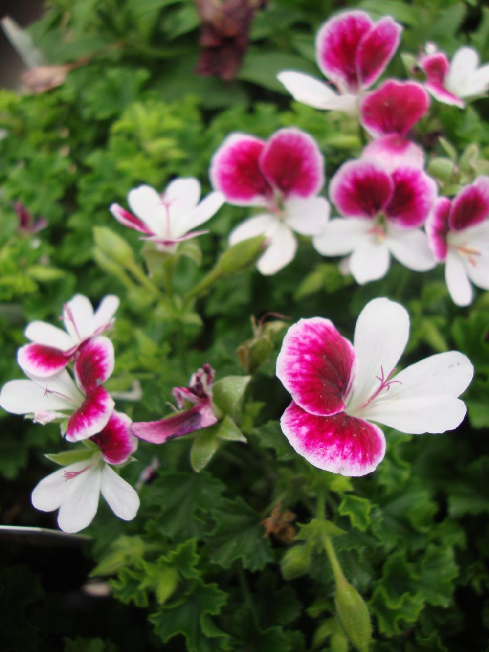 Scented-leaved Geranium (Pelargonium Angeleyes® Bicolor) in the ...