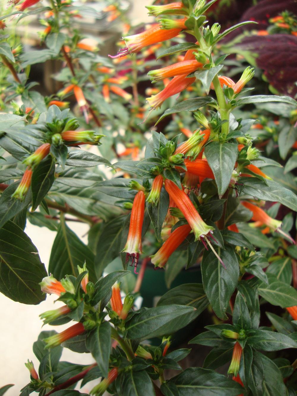 Photo of the bloom of Large Firecracker Plant (Cuphea Vermillionaire ...