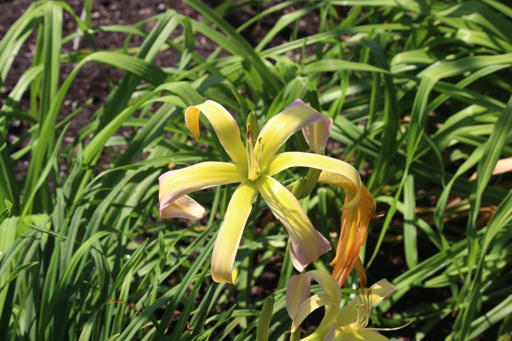 Photo of the bloom of Daylily (Hemerocallis 'String Bikini') posted by dave - Garden.org
