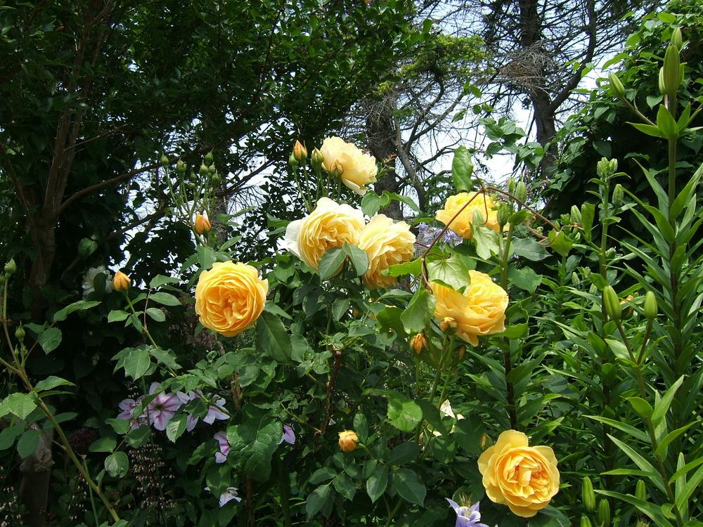 Photo of the bloom of Rose (Rosa 'Graham Thomas') posted by pirl ...