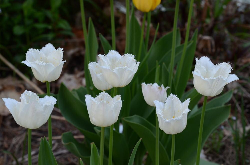 Tulip (Tulipa 'Signature') in the Tulips Database - Garden.org