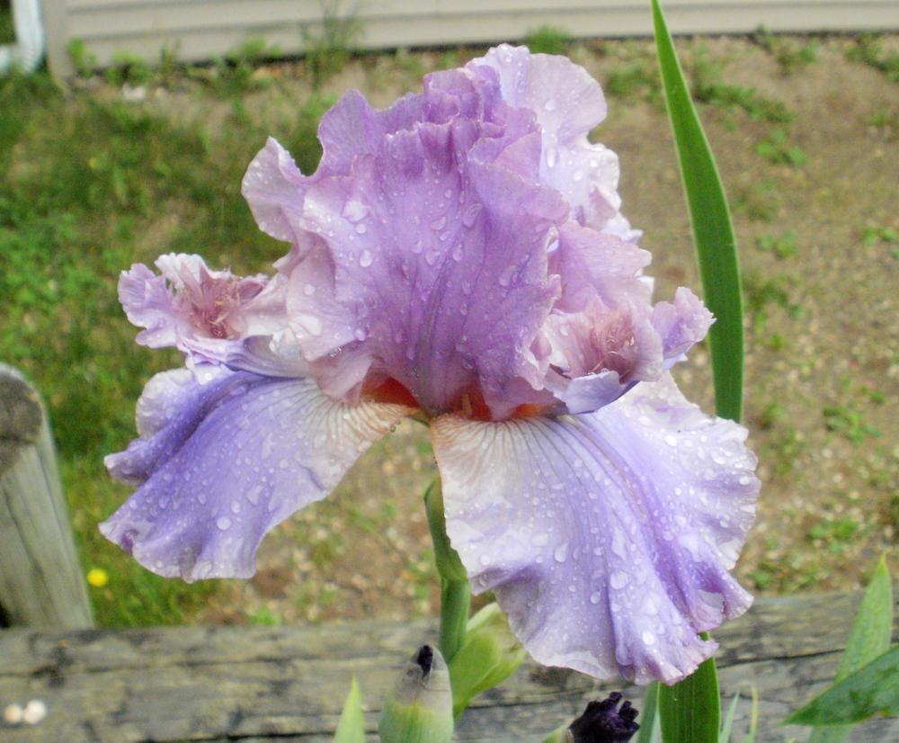 Photo of the bloom of Tall Bearded Iris (Iris 'Angel Flair') posted by ...