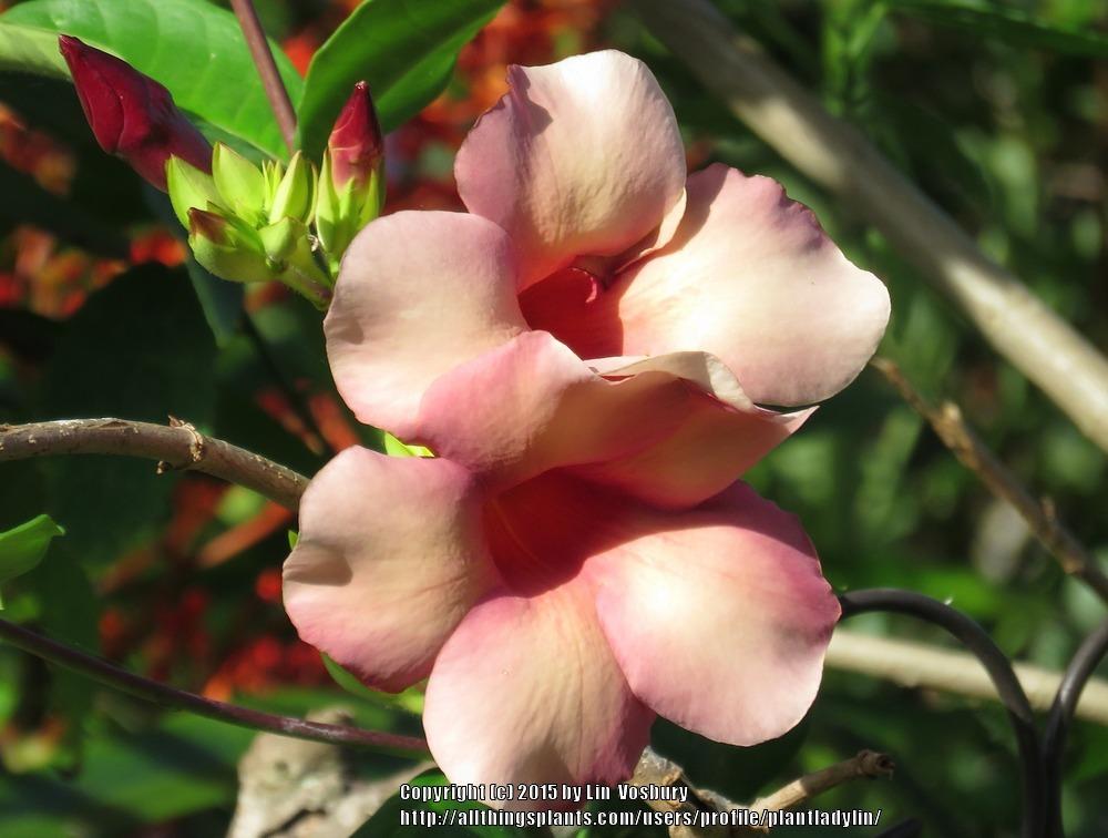 Photo of the bloom of Allamanda (Allamanda cathartica 'Chocolate Cream ...