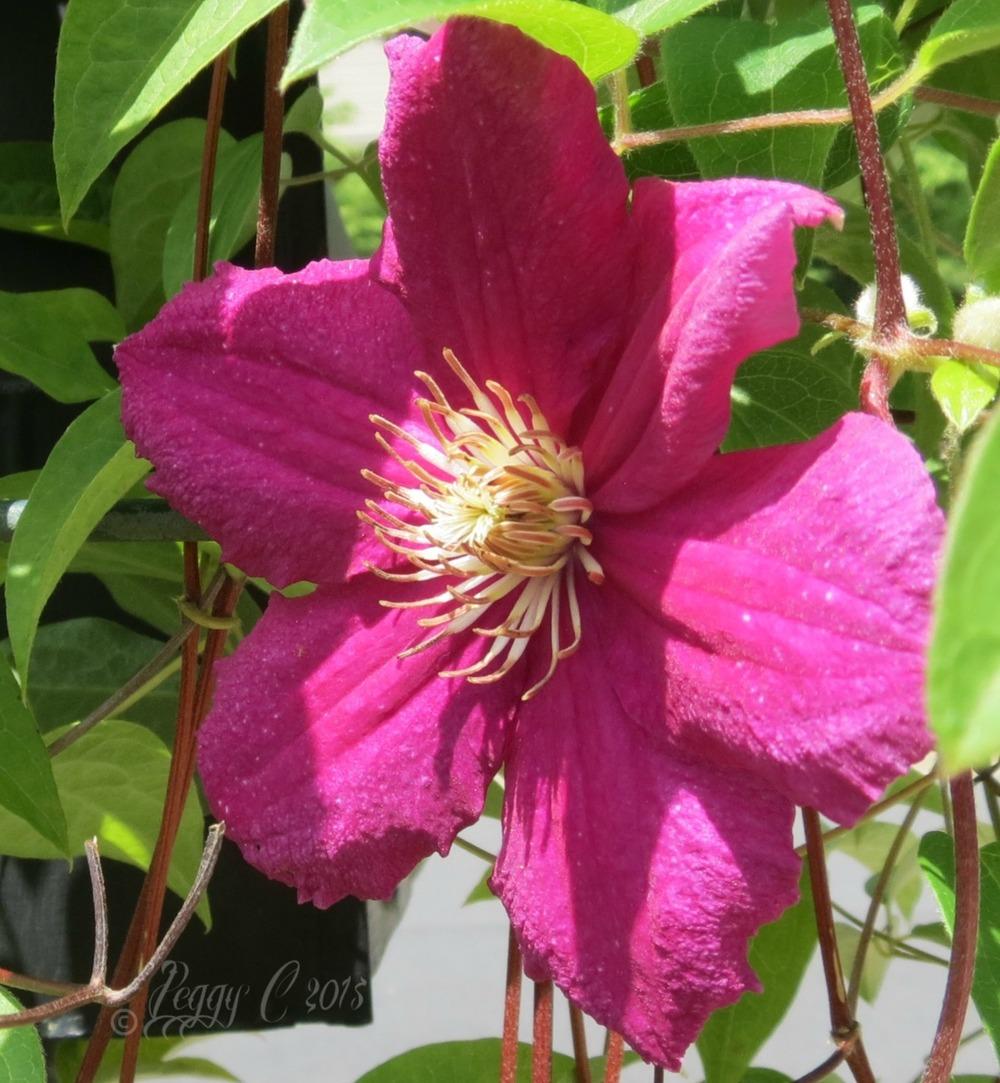 Clematis in Clematis Celebration Week Wrap Up - Garden.org