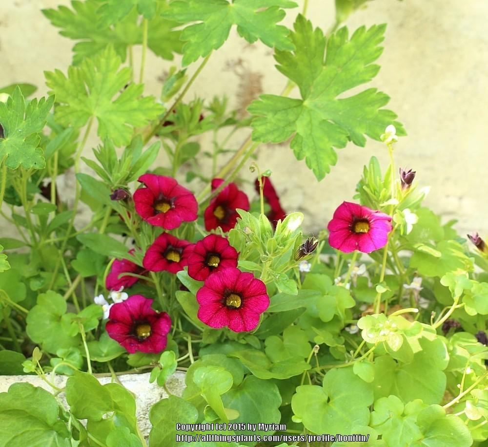 Million Bells (Calibrachoa Callie™ Burgundy) in the Calibrachoas ...