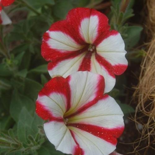 Petunia Crazytunia® Cherry Cheesecake in the Petunias Database - Garden.org