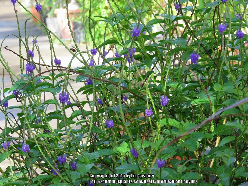 Photo of the entire plant of Blue Porterweed (Stachytarpheta ...