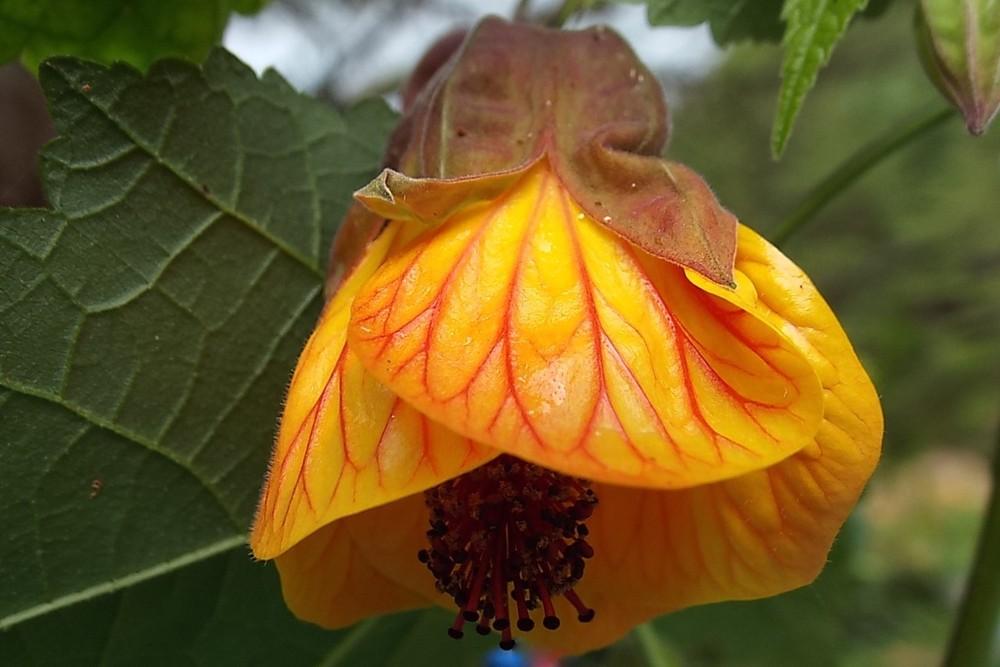 Flowering Maple (Callianthe megapotamica 'Orange Hot Lava') in the ...