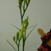 Daylily (Hemerocallis 'Hyperion') in the Daylilies Database - Garden.org