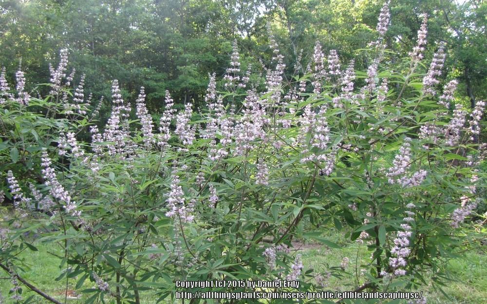 Photo of the entire plant of Chaste Tree (Vitex agnus-castus 'Fletcher ...