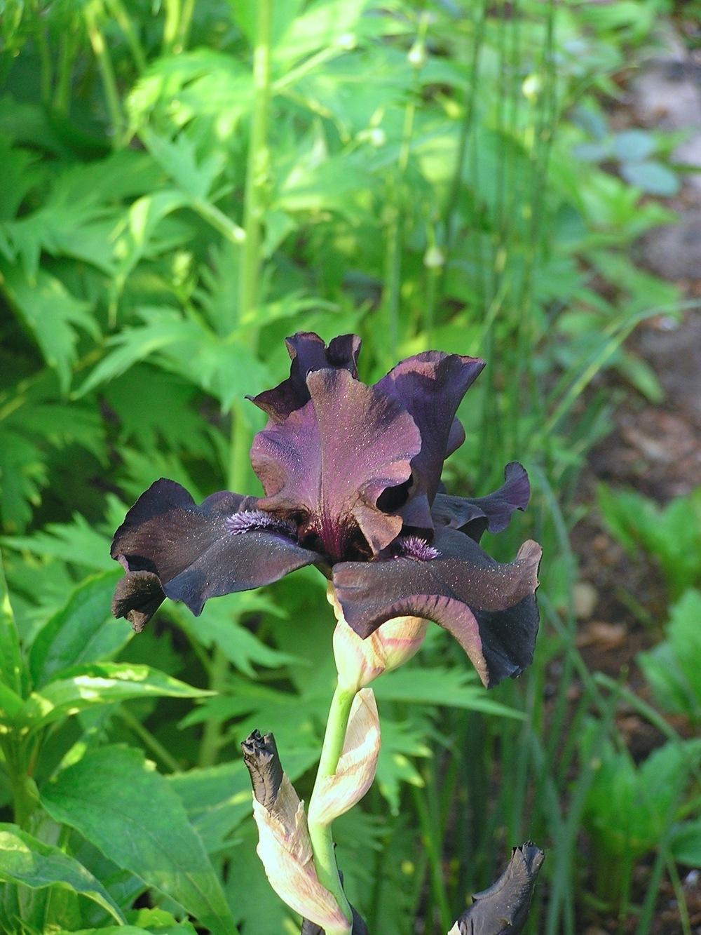 Photo of the bloom of Tall Bearded Iris (Iris 'Before the Storm') posted by mandolls - Garden.org