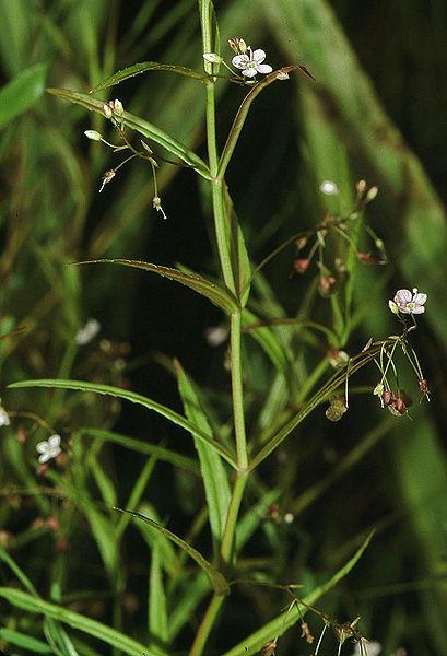 Marsh Speedwell (Veronica scutellata) in the Veronicas Database ...