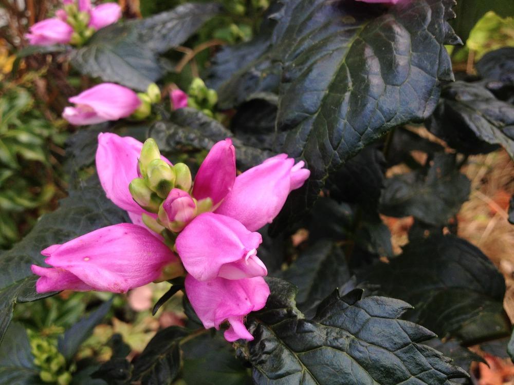 Photo of the bloom of Pink Turtlehead (Chelone lyonii 'Hot Lips ...