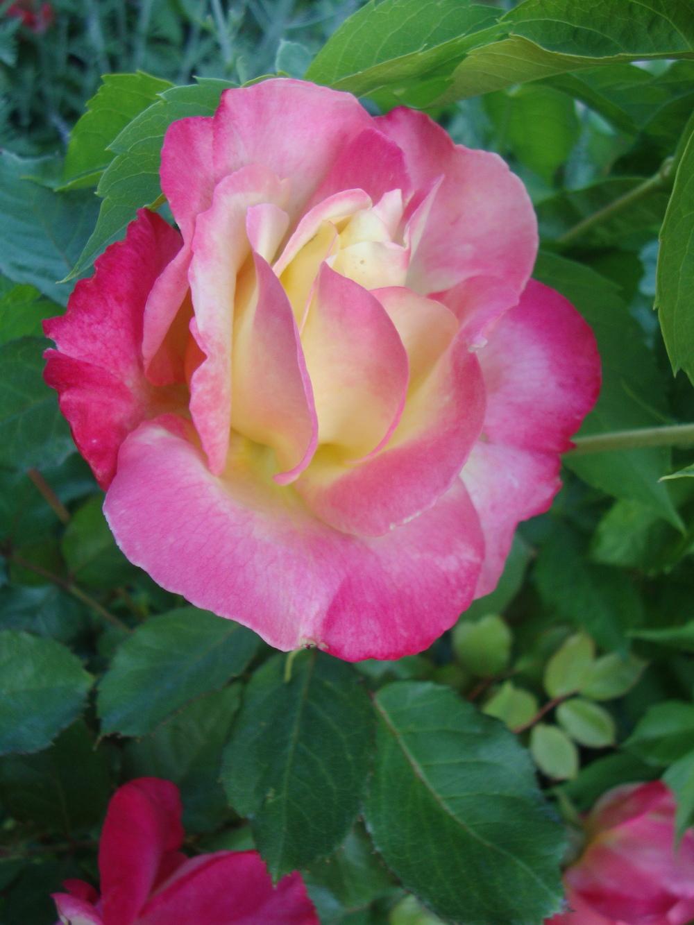 Photo of the bloom of Rose (Rosa 'French Perfume') posted by Paul2032 ...