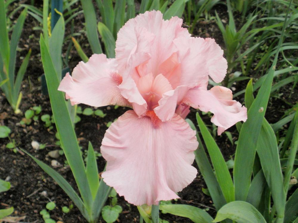 Photo of the bloom of Tall Bearded Iris (Iris 'I Pink I Can') posted by ...