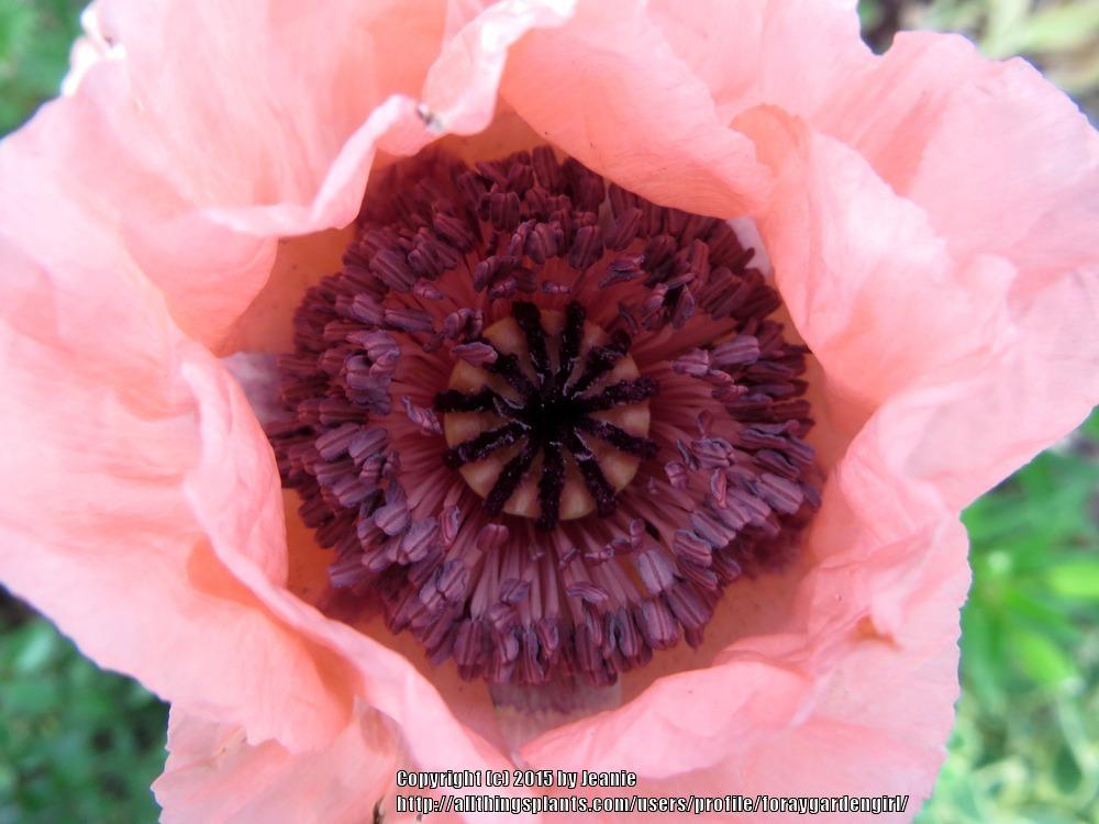 Photo of the stamens, filaments and pistils of Oriental Poppy (Papaver ...