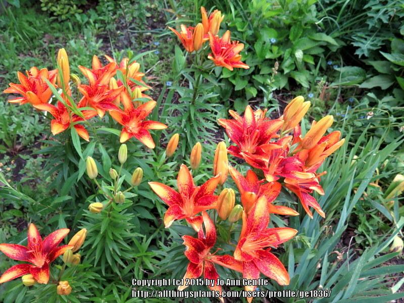 Lilies in Bloom 2015 in the Lilies forum - Garden.org