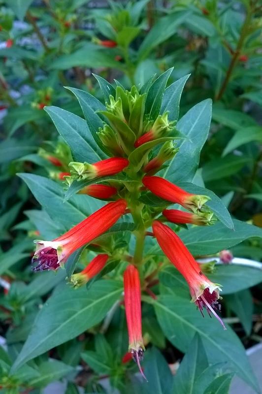Photo of the bloom of Large Firecracker Plant (Cuphea Vermillionaire ...