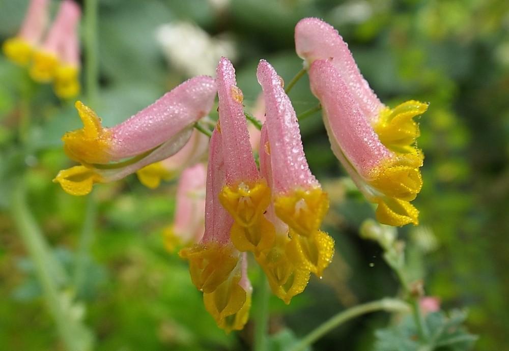 Rock Harlequin (Capnoides sempervirens) - Garden.org